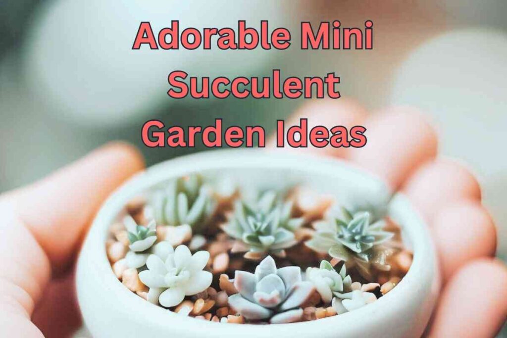 Adorable Mini Succulent Garden Ideas - louistheplantgeek.com