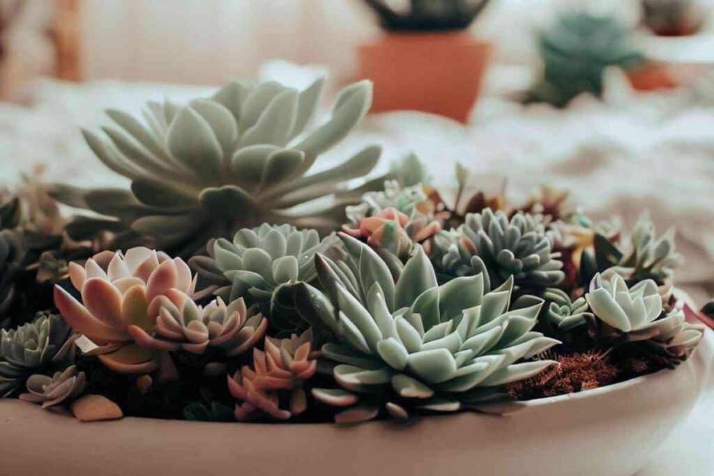 How to Create an Indoor Succulent Garden: A Step-by-Step Guide ...