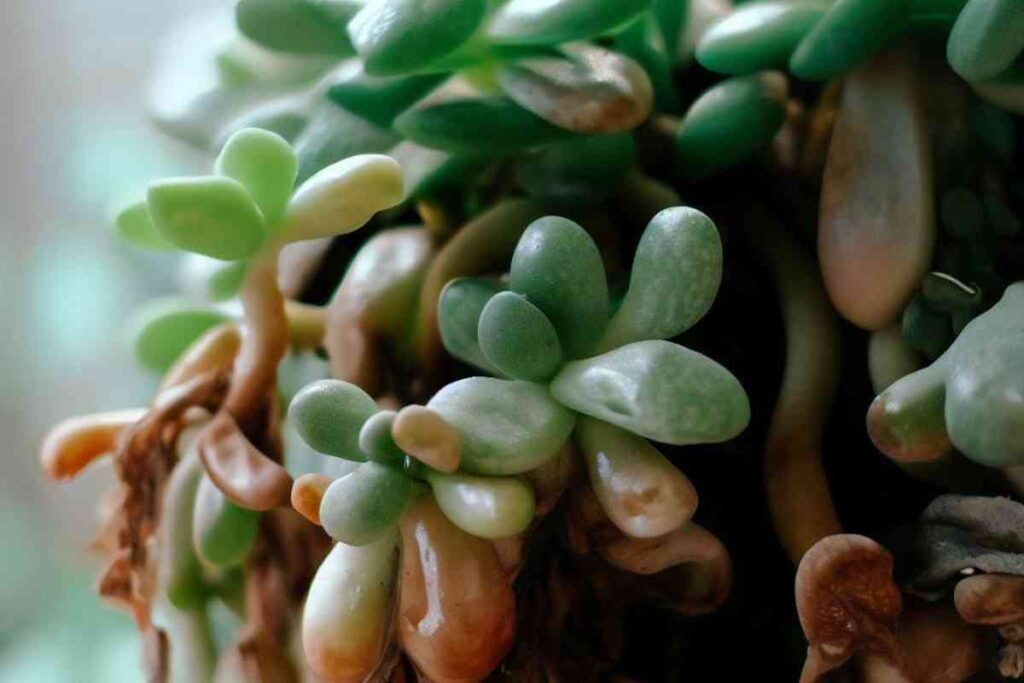 How to Effectively Fix Root Rot in Succulents - louistheplantgeek.com